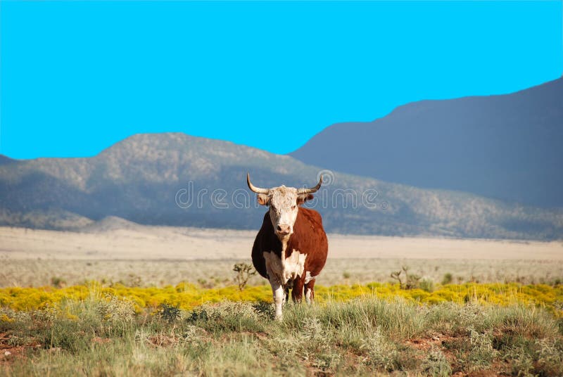 Vaca en el campo foto de archivo. Imagen de deslumbrar - 4666474