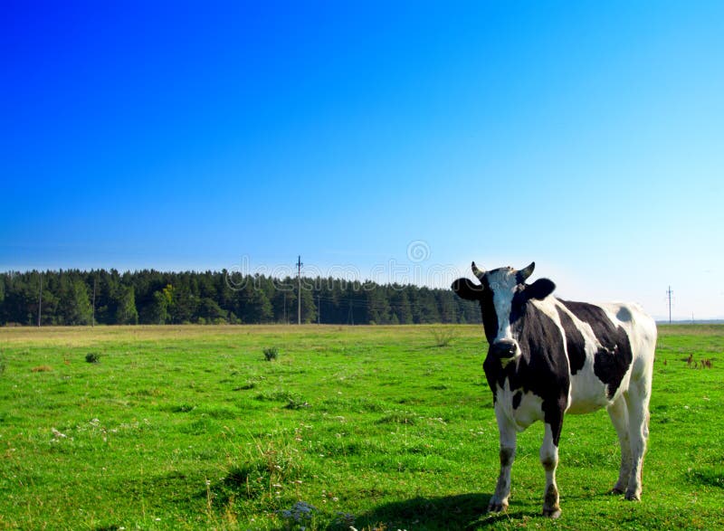 Vaca en campo verde foto de archivo. Imagen de verano - 18746522