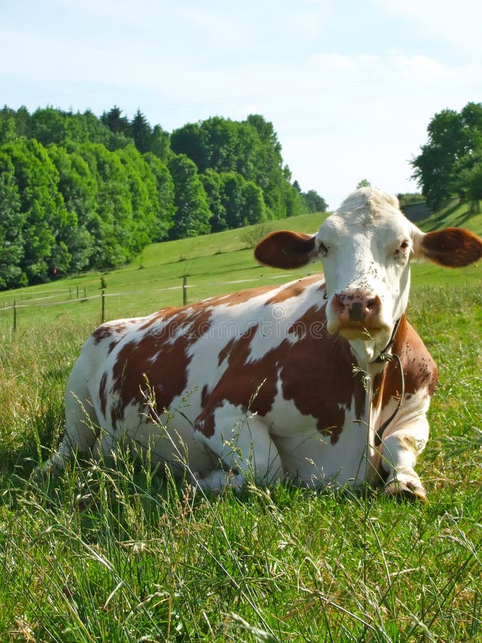Vaca en el campo foto de archivo. Imagen de fresco, animal - 13922874