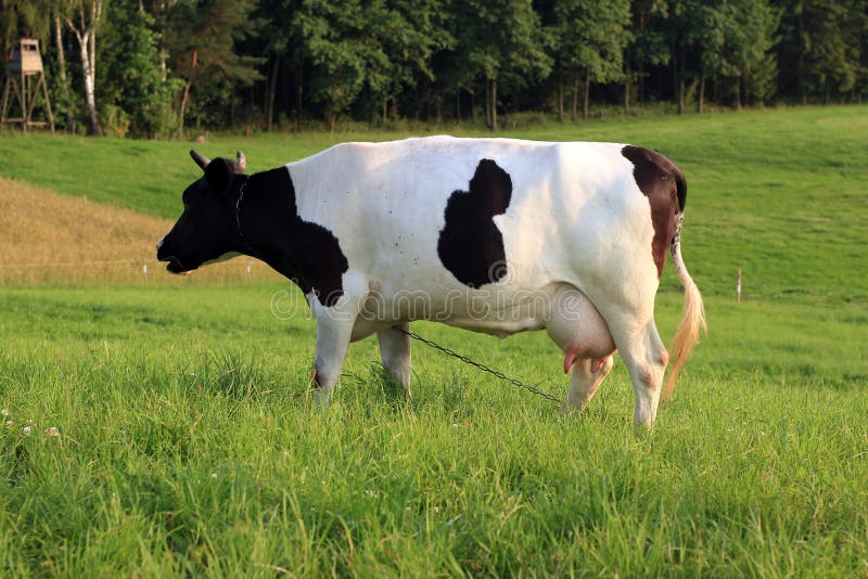 Vaca en el campo foto de archivo. Imagen de vacas, animales - 43570232