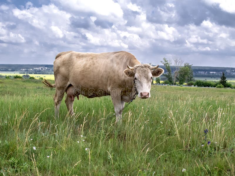 Vaca en el campo foto de archivo. Imagen de pasto, agricultura - 55758998