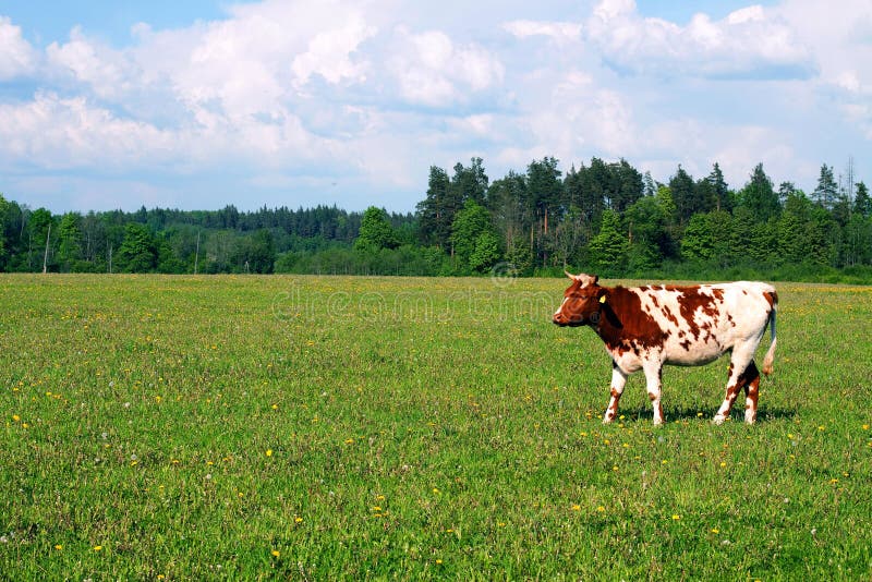 Vaca En El Campo, Bovino En El Horizonte Foto de archivo - Imagen de ...