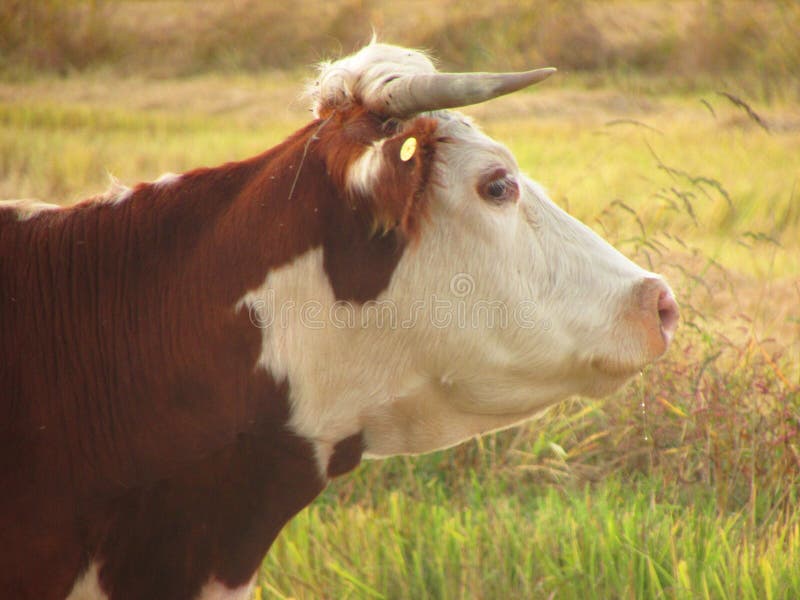 Vaca En El Campo, Linares, Chile Foto de archivo - Imagen de campo ...