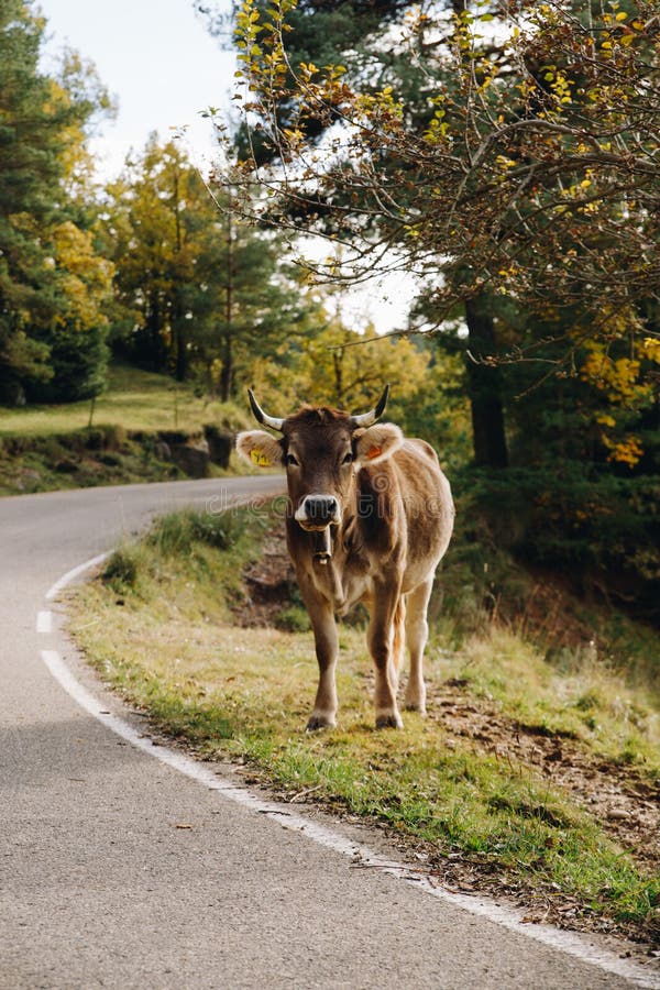Vaca En El Paisaje Del Bosque Foto de archivo - Imagen de fondo ...