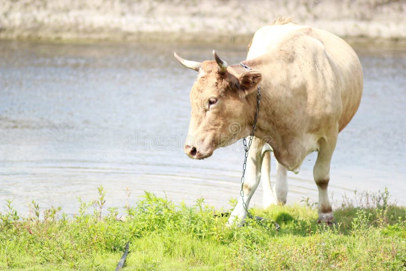 Vaca En El Río Fotos De Stock - Download 5,609 Fotos Libres de Derechos