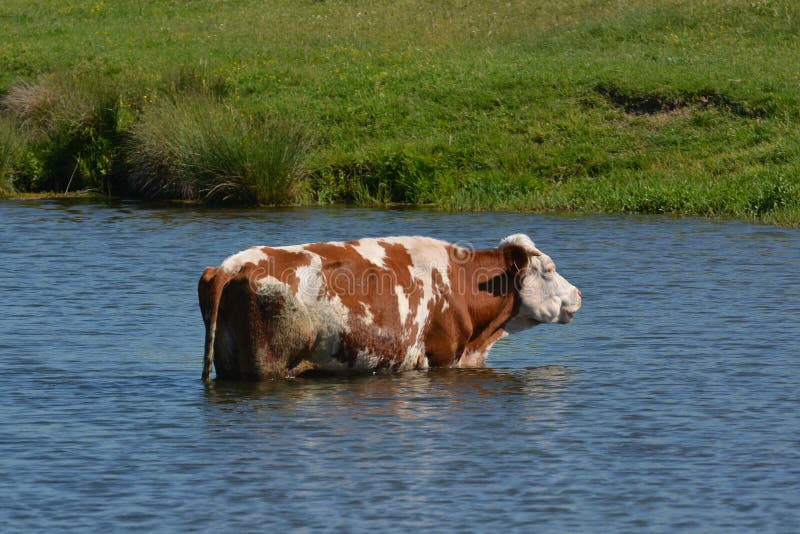 Vaca En El Río Fotos De Stock - Download 5,609 Fotos Libres de Derechos