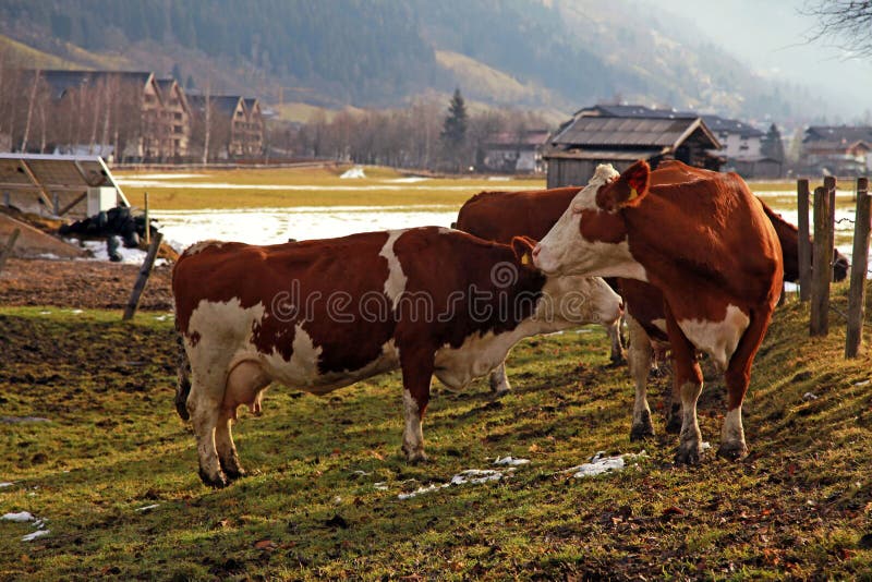 Vaca en granja alpina foto de archivo. Imagen de ganados - 29136292