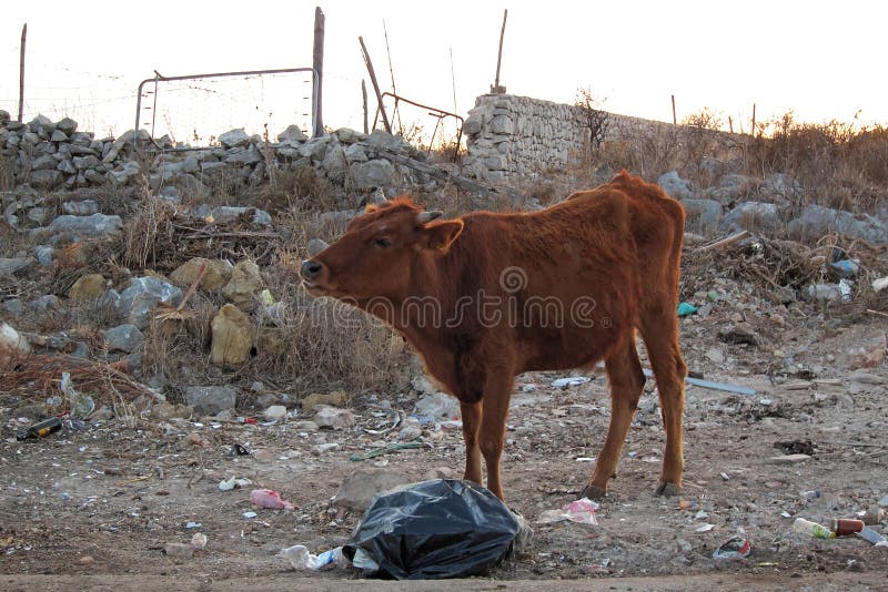 Vaca en la basura foto de archivo editorial. Imagen de exterior - 110671153
