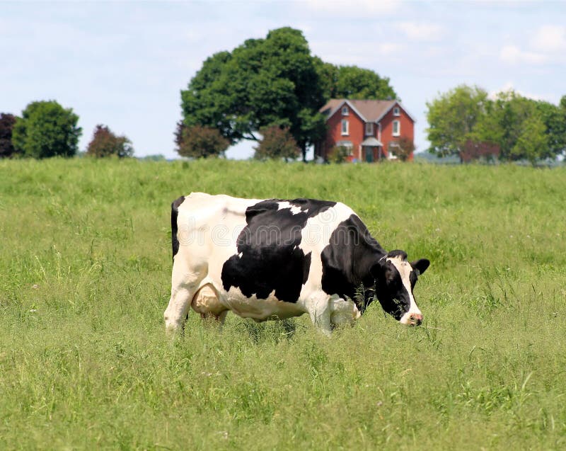Vaca en la granja imagen de archivo. Imagen de holstein - 19937529