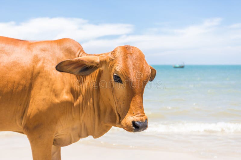 Vaca en la playa en Asia imagen de archivo. Imagen de leche - 115856941