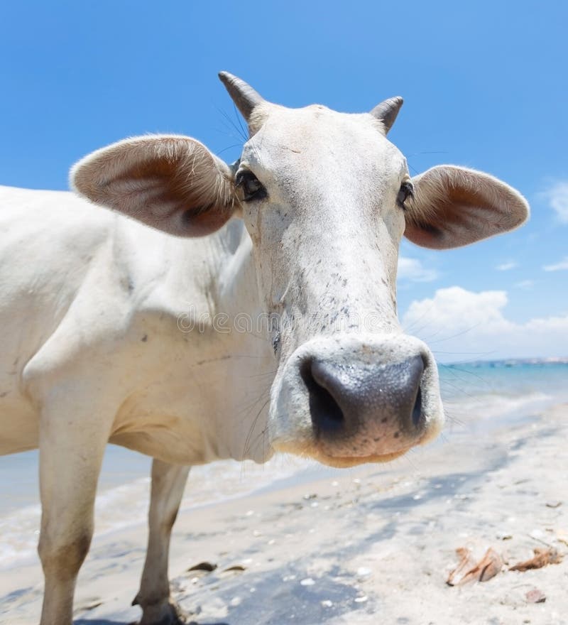 Vaca en la playa en Asia foto de archivo. Imagen de santo - 115959212