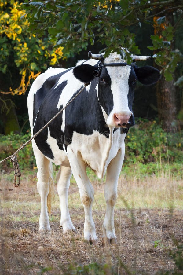 Vaca en un bosque griego foto de archivo. Imagen de hierba - 124330524