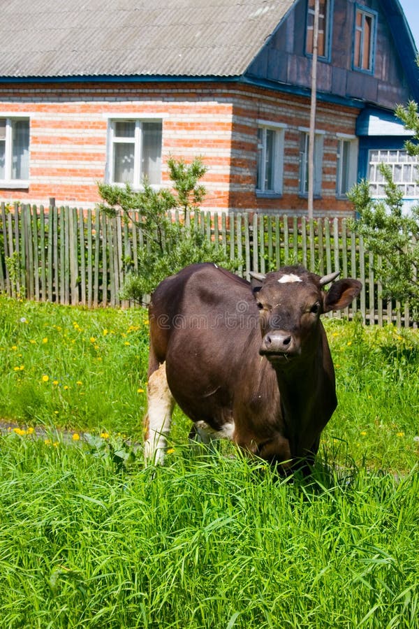 Vaca en un campo verde foto de archivo. Imagen de fresco - 7309024