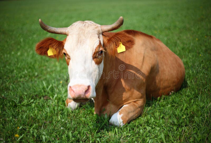 Vaca en un pasto foto de archivo. Imagen de ajardinado - 23527570