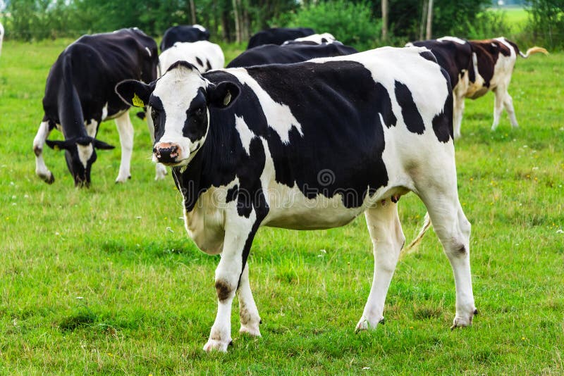 Vaca en un pasto imagen de archivo. Imagen de ambiente - 85086149