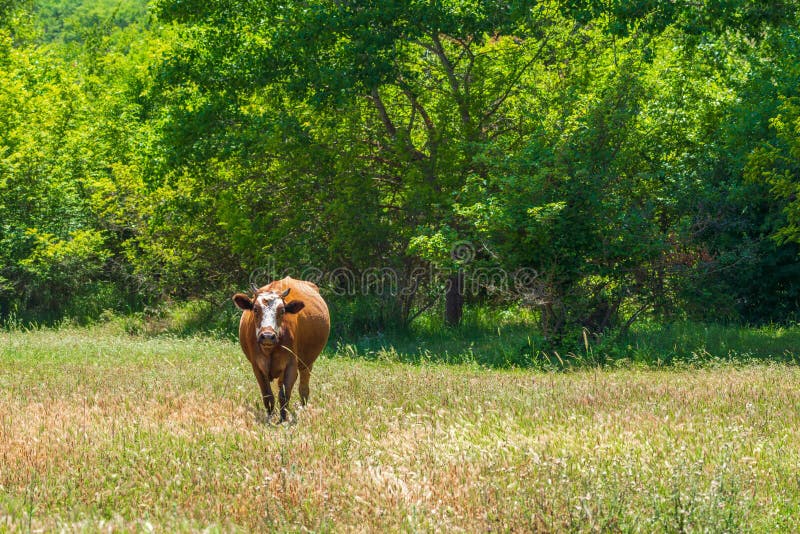 Vaca En Un Vaso En El Bosque Foto de archivo - Imagen de carne, baviera ...