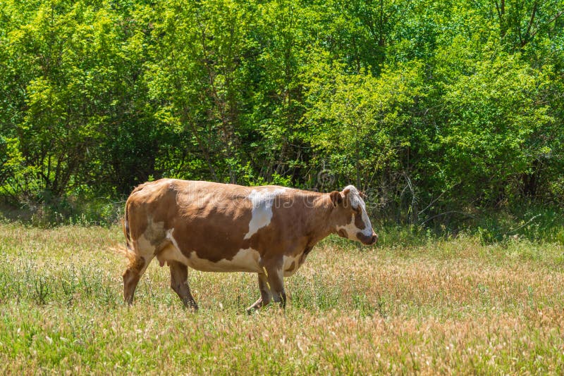 Vaca En Un Vaso En El Bosque Foto de archivo - Imagen de campo, bosque ...
