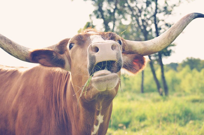 Vaca longhorn engraçada imagem de stock. Imagem de grande - 99065011