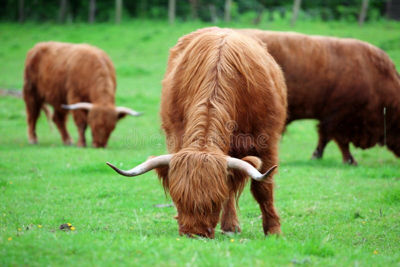 Vaca Das Terras Altas Da Escócia Imagem de Stock - Imagem de munro ...