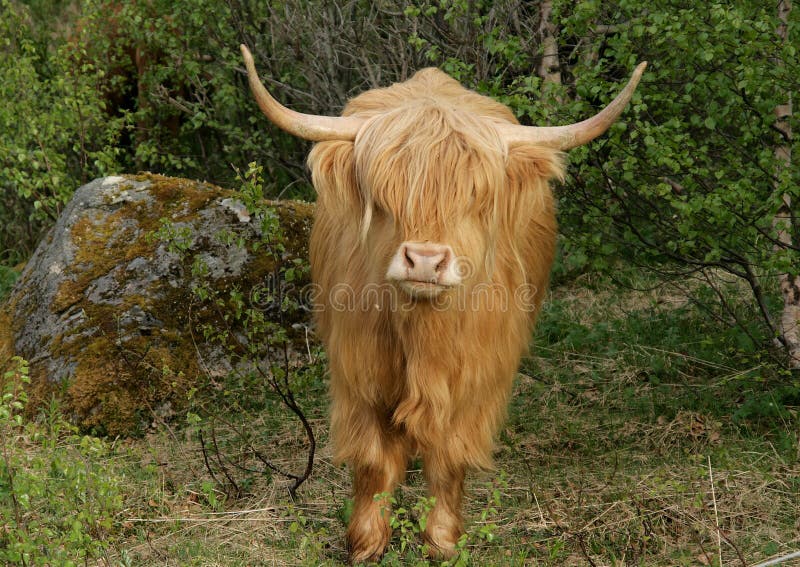Vaca Das Terras Altas Da Escócia Num Pasto Foto de Stock - Imagem de ...