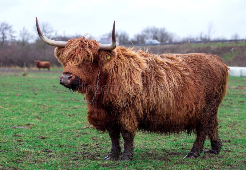 Gado Das Highlands Escocesas Sobre Fundo Branco Foto de Stock - Imagem ...