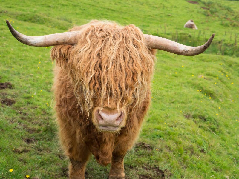 Vaca Escocesa En Tierra Firme Foto de archivo - Imagen de rural, hierba ...