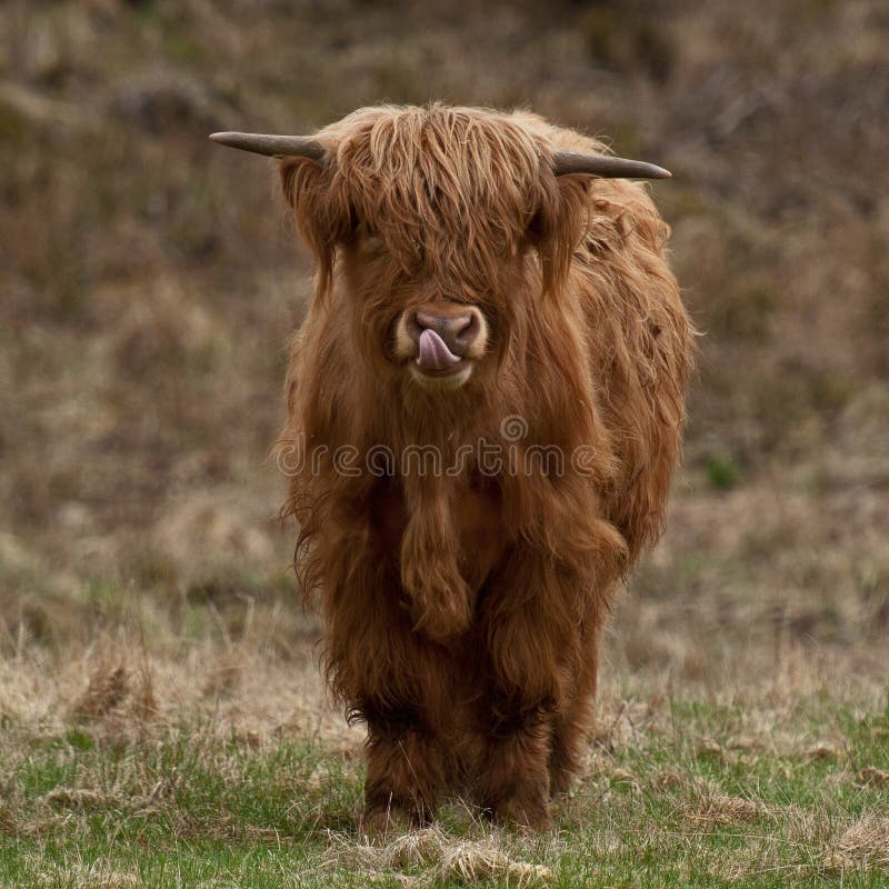Vaca Escocesa De La Montaña Foto de archivo - Imagen de becerro, moho ...