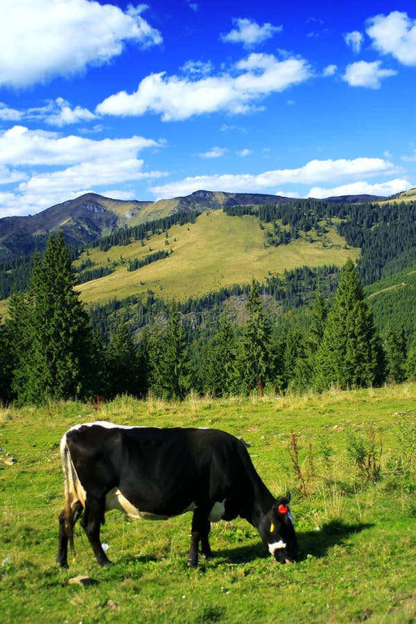 Vaca feliz imagem de stock. Imagem de mola, provincial - 1316411