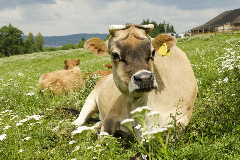 Vaca feliz imagem de stock. Imagem de animal, rural, rancho - 25812273