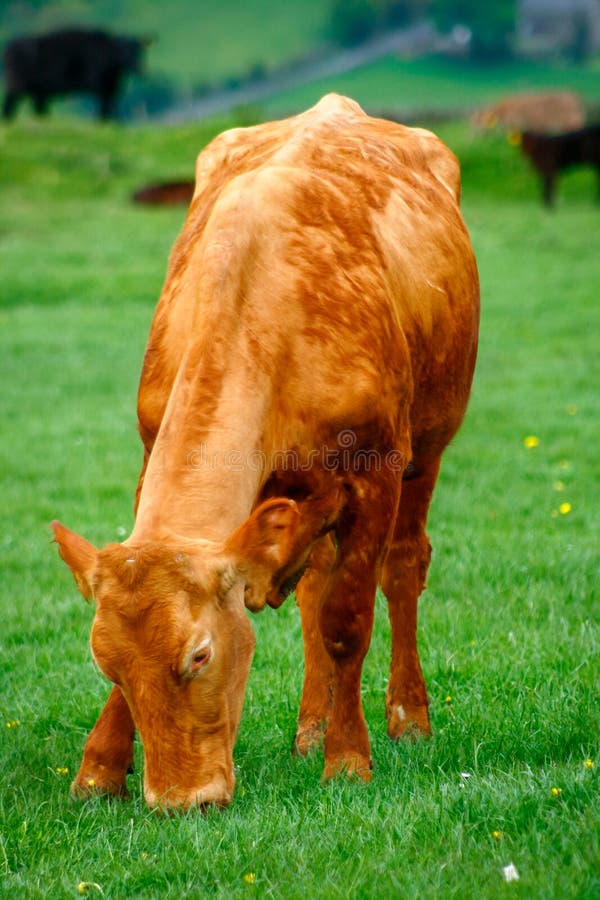 Vaca feliz foto de archivo. Imagen de rural, granja, masticar - 43085204