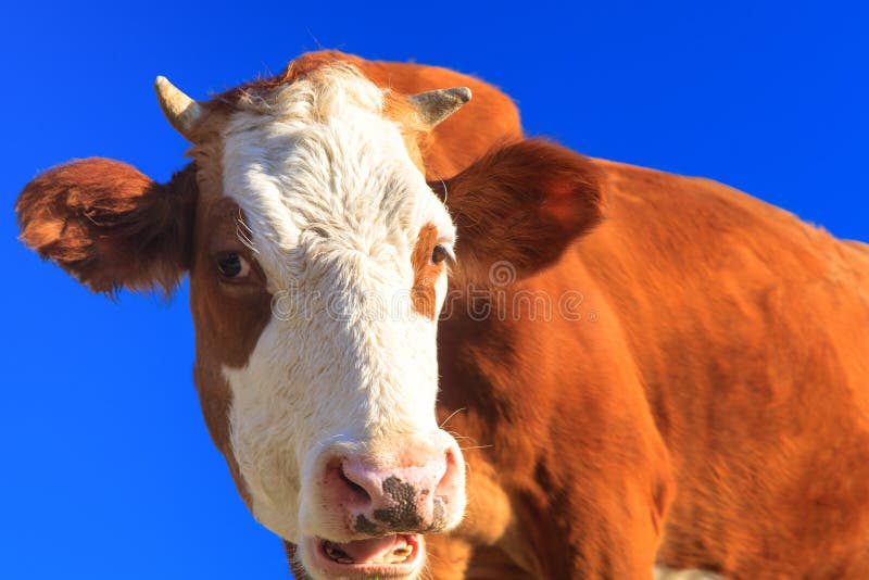 Vaca Feliz Fotos De Stock - Descarga 7,398 Fotos Libres de Derechos