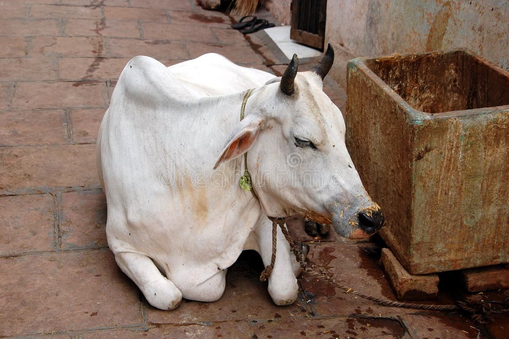 Vaca flaca blanca foto de archivo. Imagen de blanco, nubes - 70977480