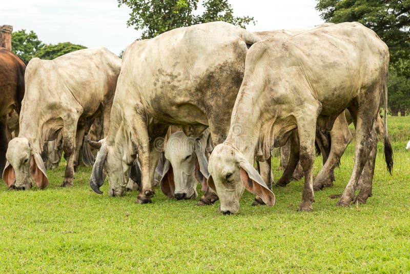Vaca Flaca De Asia Que Come La Hierba En Campo Foto de archivo - Imagen ...