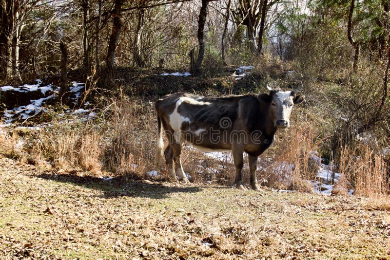 321 Vaca Flaca Fotos de stock - Fotos libres de regalías de Dreamstime