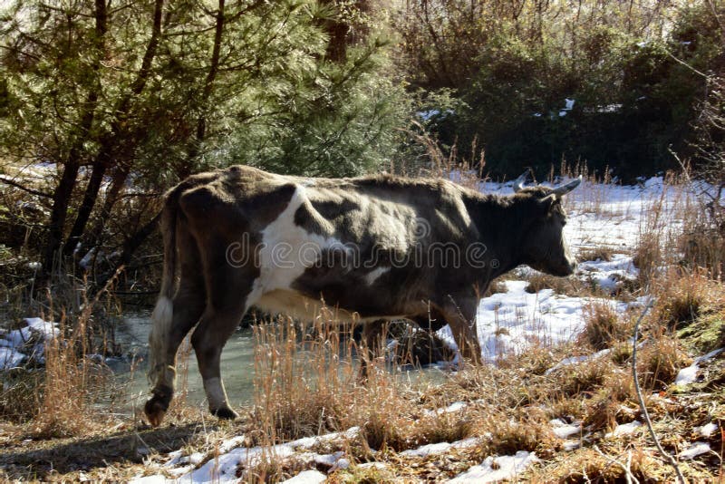 Vaca Flaca Del Invierno, Vaca Pobre Imagen de archivo - Imagen de ...