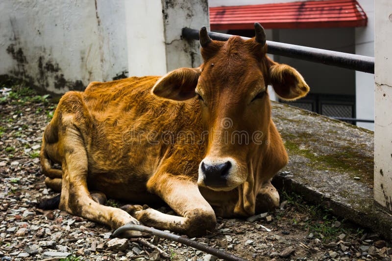 312 Vaca Flaca Fotos de stock - Fotos libres de regalías de Dreamstime