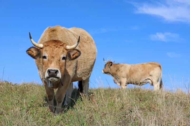 Vacas francesas de Aubrac foto de archivo. Imagen de manada - 137042442