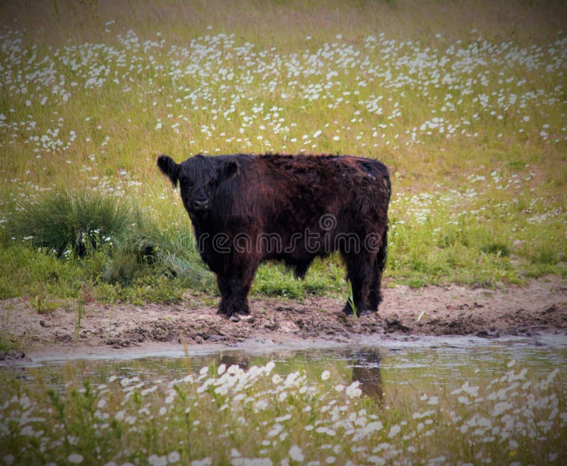 Vaca Galloway Parada Num Campo Foto de Stock - Imagem de galloway ...