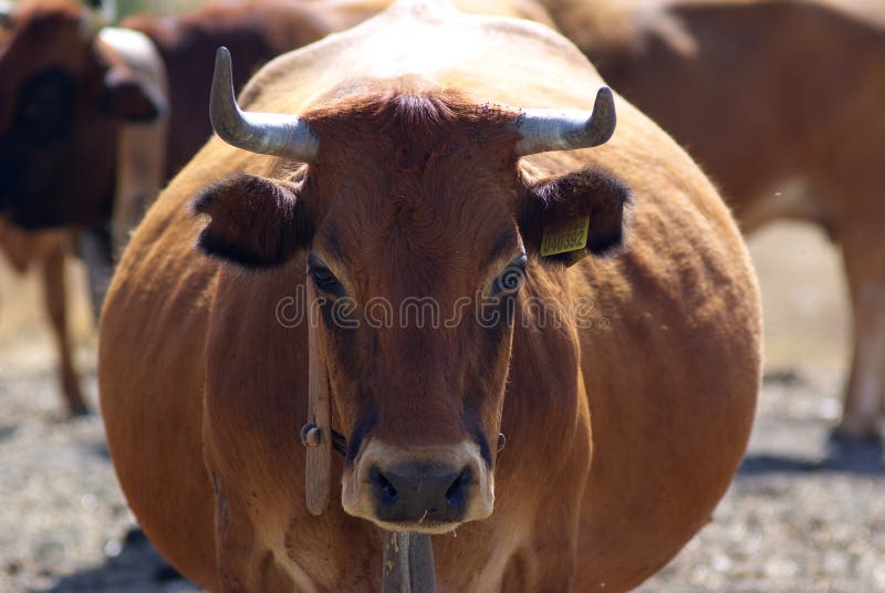 Vaca gorda imagen de archivo. Imagen de toro, aumento - 3197865