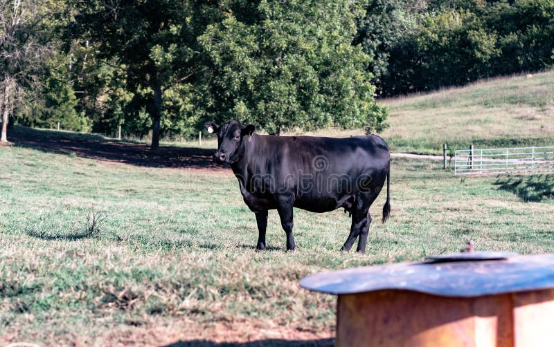 Vaca Gorda De Angus Com Alimentador Mineral Foto de Stock - Imagem de ...