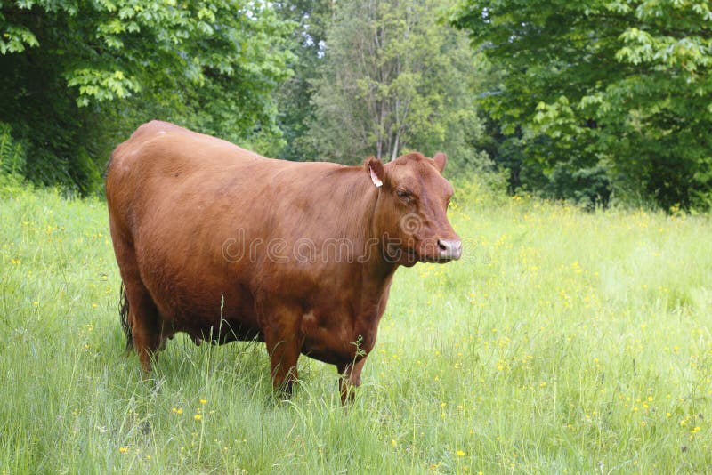 Vaca Grande De Brown En Prado Imagen de archivo - Imagen de ganado ...