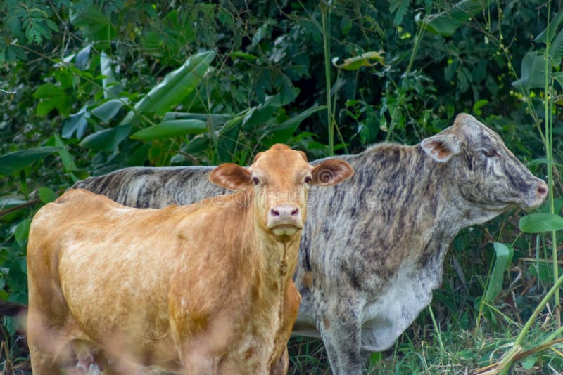 Vaca Grande Hermosa En Venezuela Foto de archivo - Imagen de ganados ...
