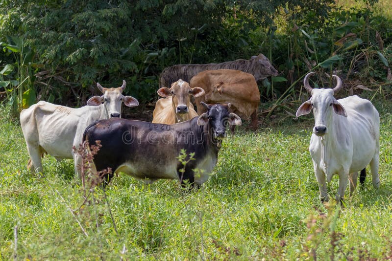 Vaca Grande Hermosa En Venezuela Foto de archivo - Imagen de pasto ...