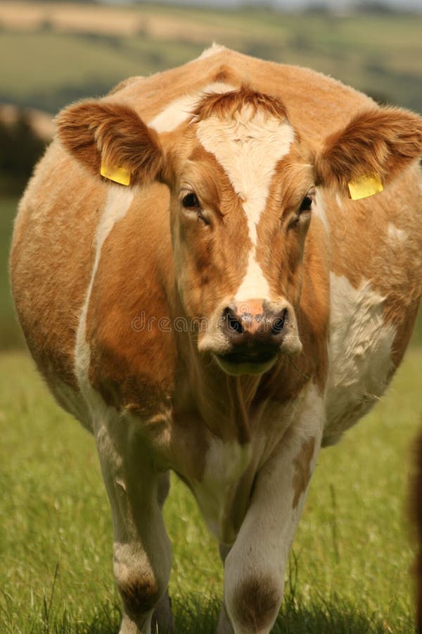Vaca gorda imagen de archivo. Imagen de toro, aumento - 3197865