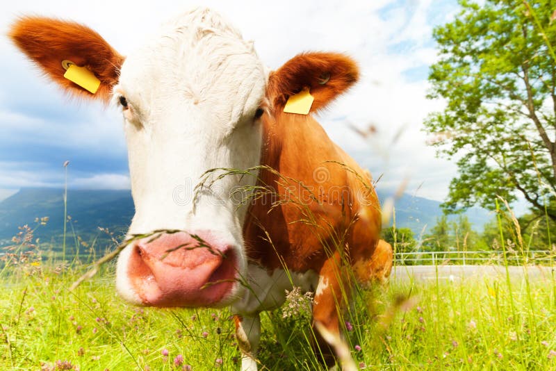 Vaca hermosa imagen de archivo. Imagen de claxones, ambiente - 32761371