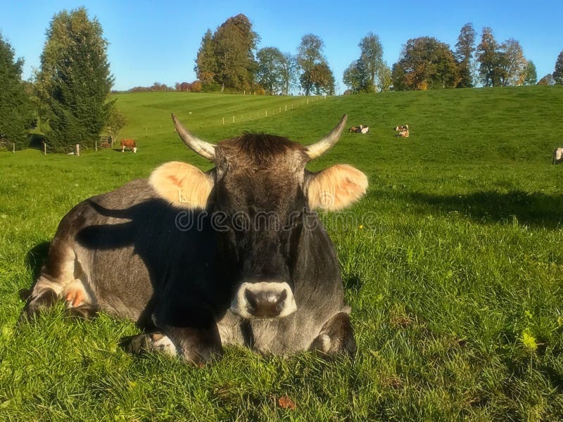 Vaca Hermosa Alemana En El Campo Imagen de archivo - Imagen de cubo ...