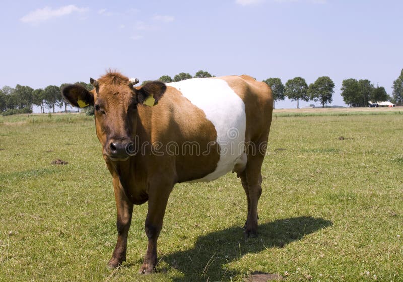 Vaca Hermosa De Lakenvelder Imagen de archivo - Imagen de animal, fauna ...