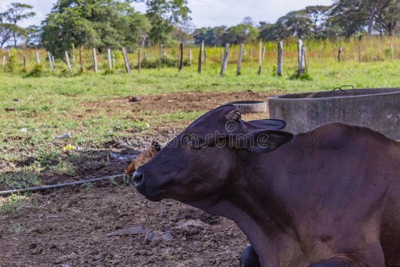 Vaca Hermosa En Una Granja En Venezuela Imagen de archivo - Imagen de ...