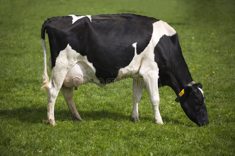 Vaca holandesa foto de stock. Imagem de netherlands, holandês - 14184176