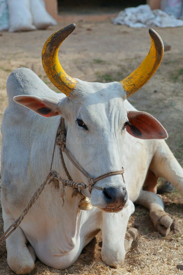 Vaca india imagen de archivo. Imagen de india, vida, agricultura - 35150113